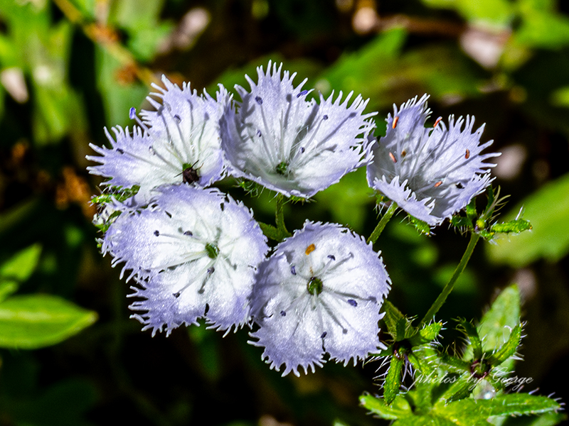 Miami Mist (Phacelia purshii Buckley) – What’s Blooming Now!